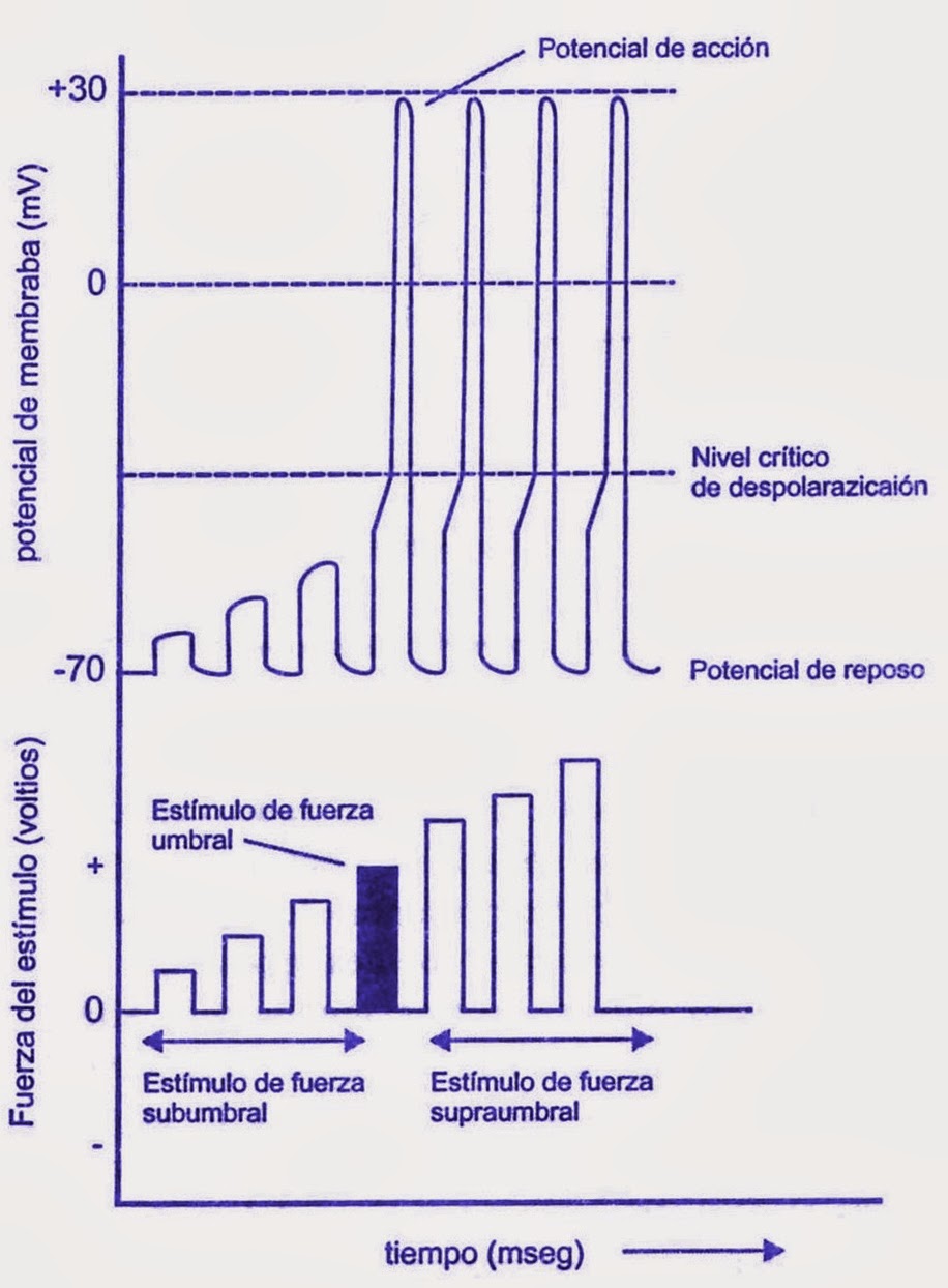 Potenciales de membrana - período refractario