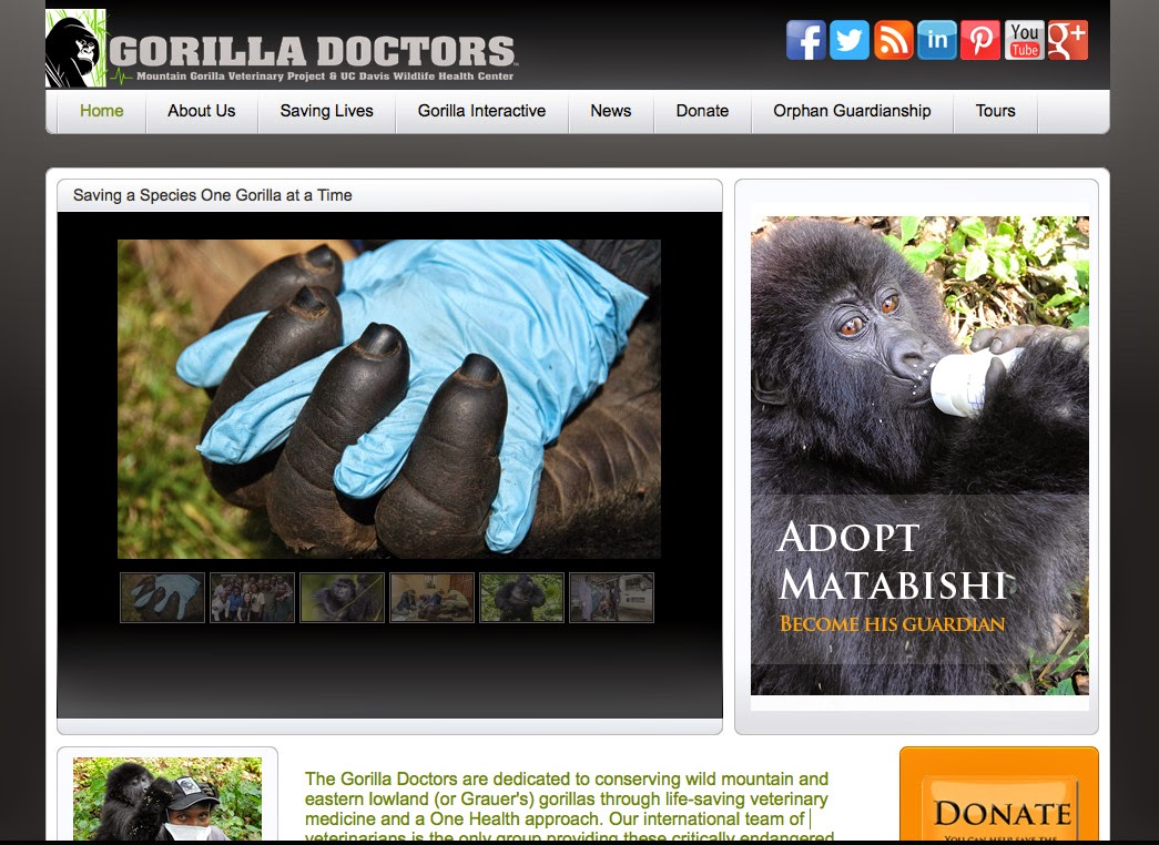 Mountain Gorillas: They Share 98% Of Our Dna / Der Berggorillas: 98% ...