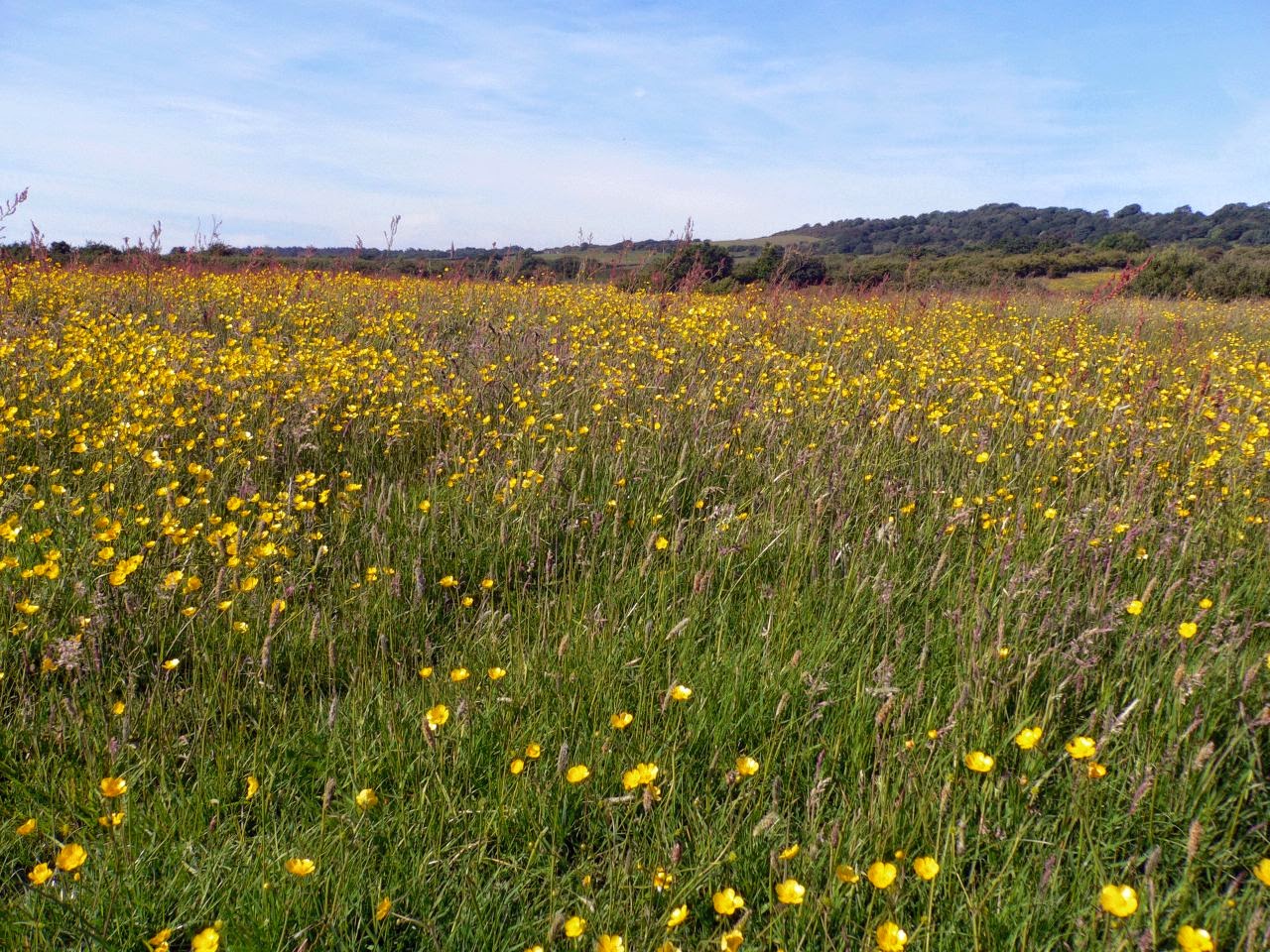 Wirral Wildlife Blog: Managing Hay Meadows