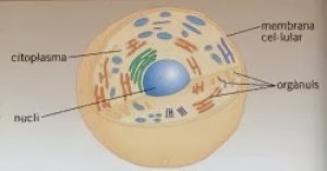 SOM ELS CINQUÈS DE L´ALFONS I: LA CÈL- LULA