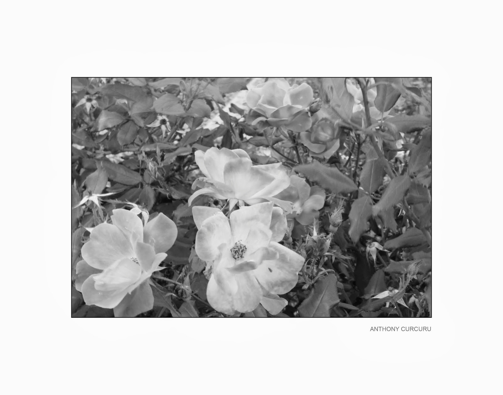 Anthony's Photography: My Paul Strand Photos