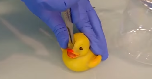 What’s Actually Inside A Rubber Duck Will Really Creep You Out ~ ViralYani