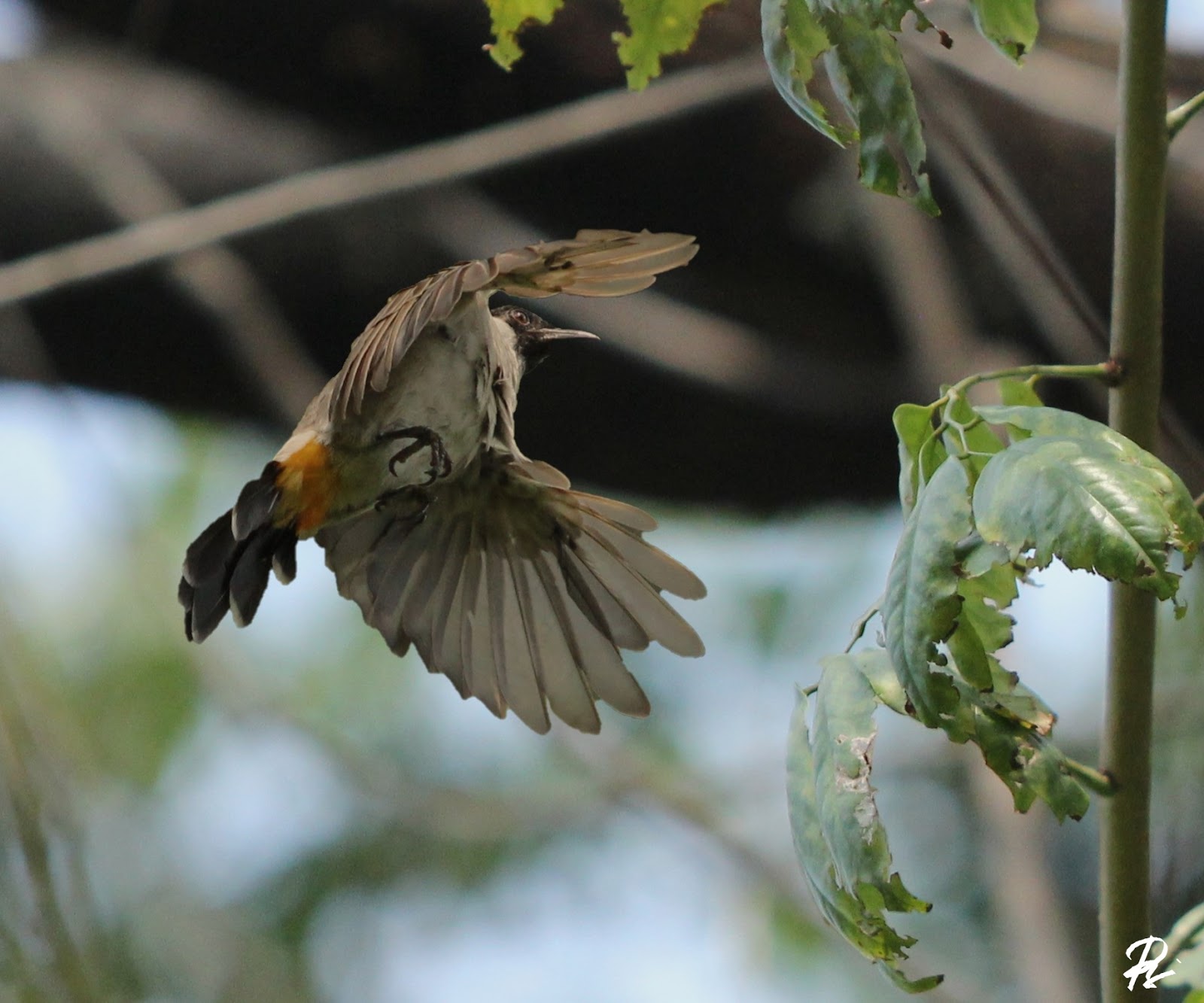 wildface_Animalphoto.com: Cucak Kutilang