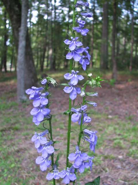 In the Garden: Georgia Wild Flowers