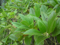 DAUN CINCAU EFENDI: Cara Budidaya Tanaman Cincau Hijau