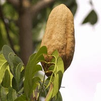 Spree Shopping City: Sky Fruit(向天果/Xiang Tian Guo)The Miracle Fruit