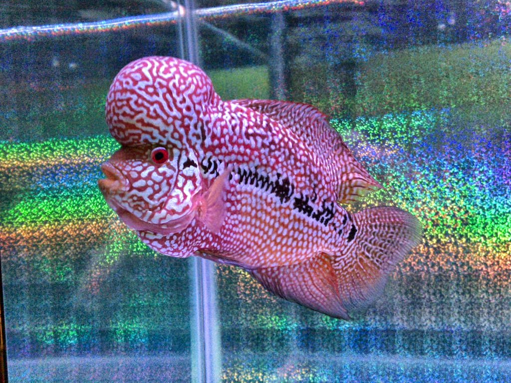 FLOWERHORN FISH photos - wallpapers (ανανεωμένο) | the fun bank