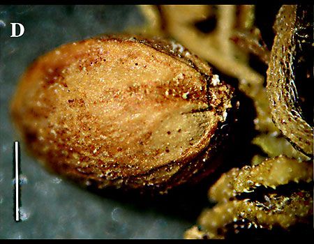 Archaeology Excavations: Secretly stored 2,700 years old Cannabis found ...