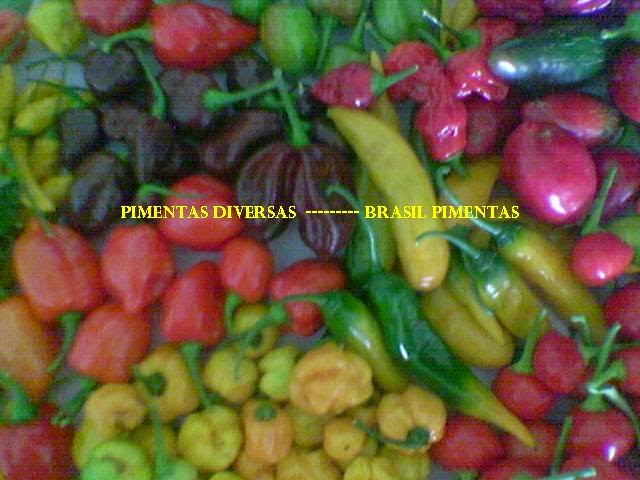 Brasil Pimentas - Pimentas do Brasil e do Mundo !: Pimentas Frescas ...