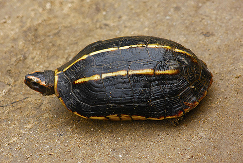 Reptile Research and Conservation Trust Of India: TURTLES Of INDIA