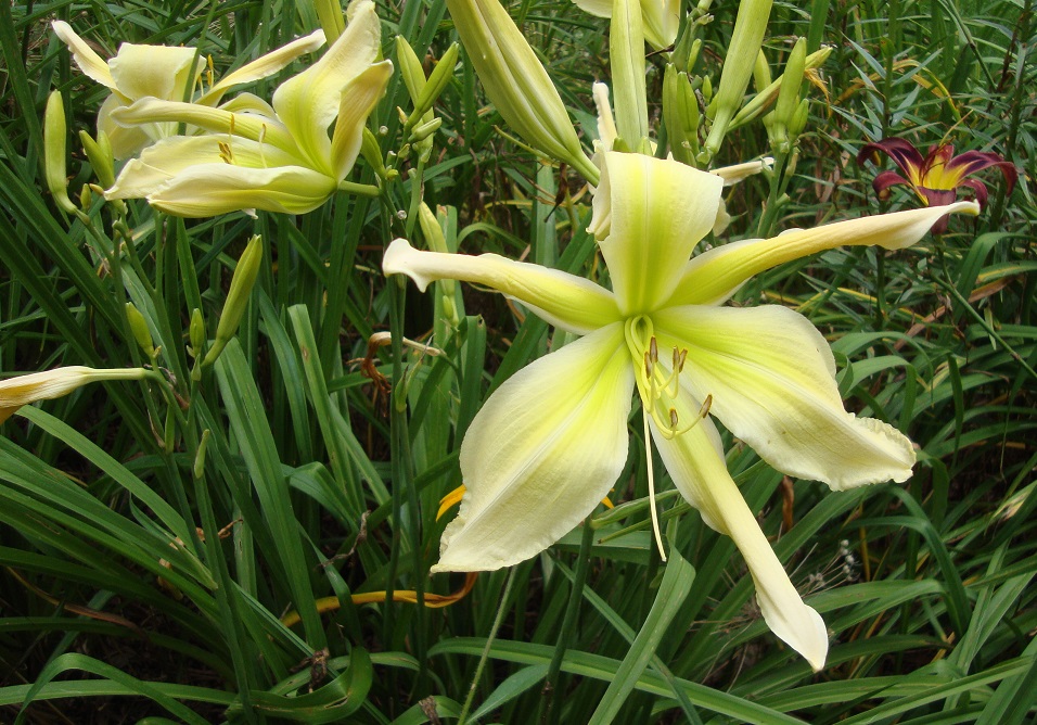 dean's garden: more from the visit of Phyllis's garden in West ...