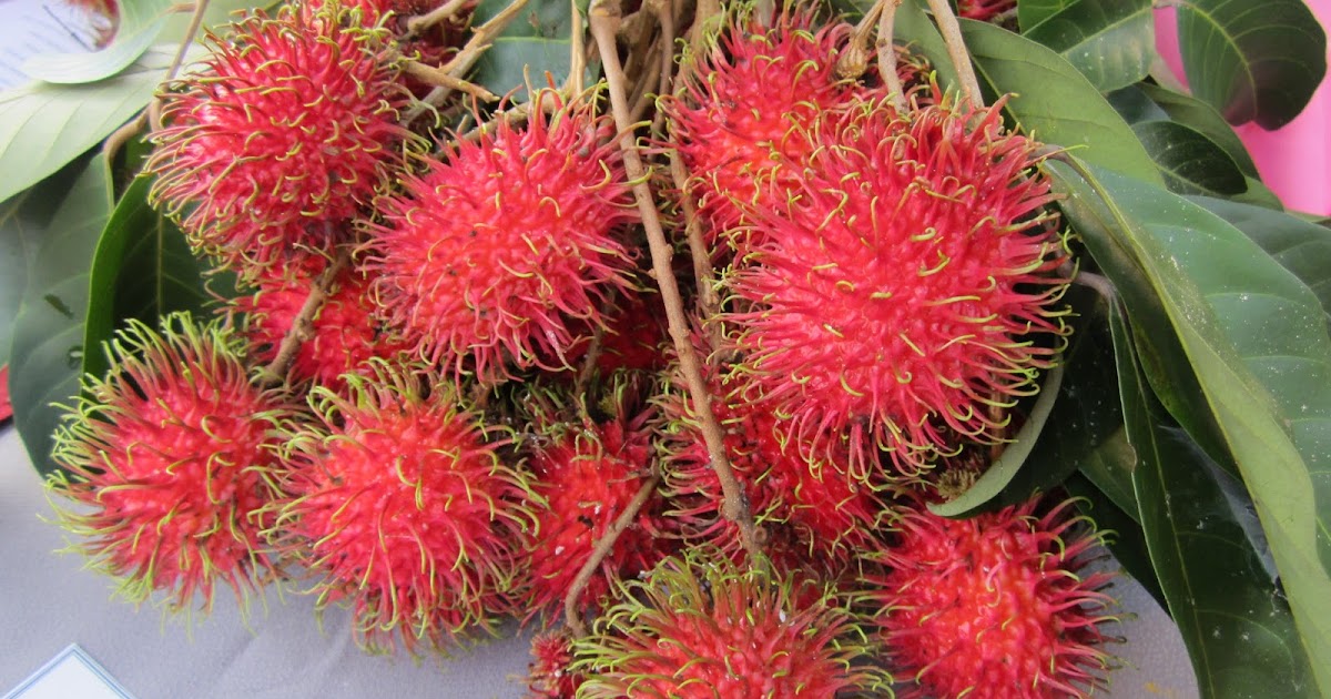 Baru 40+ Tumbuhan Rambutan
