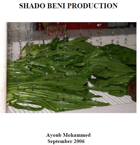 AgroNegocios: El Culantro Coyote,Cilantro Ancho (Eryngium Foetidum ...