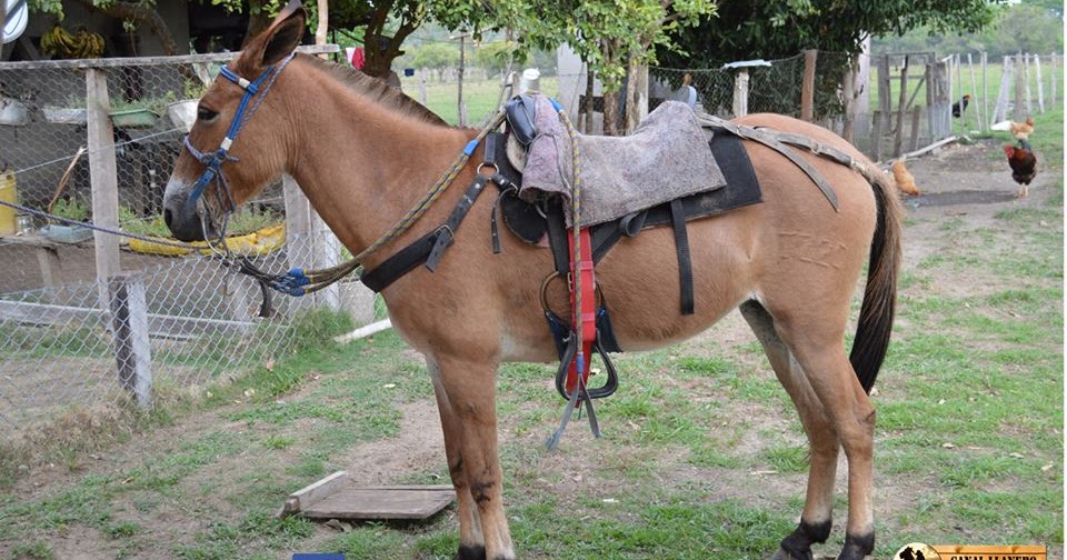 Canal Llanero : La Mula o Mulo
