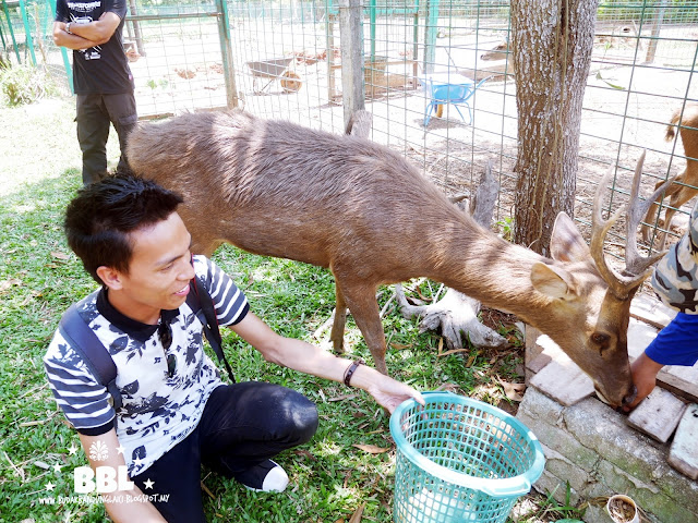 Syok Betul DIY Grill Daging Rusa Di Deer Farm Kg Batas Ubi, Kedah ...