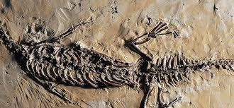 Biolologia la diversidad de la vida: Cuarta extinción masiva: pérmico ...