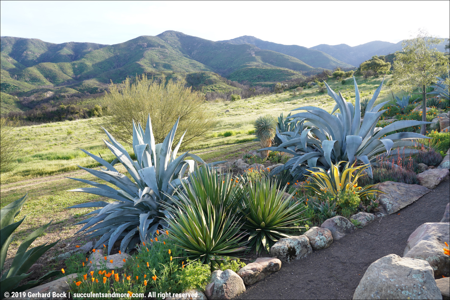 St Francis Ranch: a private succulent wonderland on a grand scale