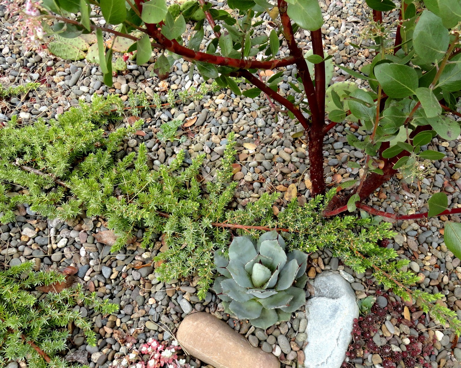 danger garden: Agave parryi 'JC Raulston'...my favorite plant in the ...