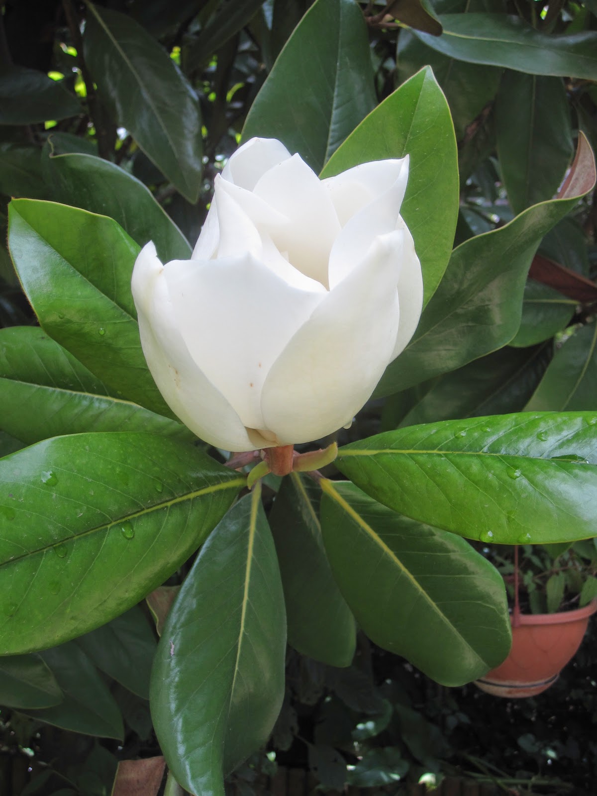 BAHCEMDEKİ SİHİR: MANOLYA ( MAGNOLİA )