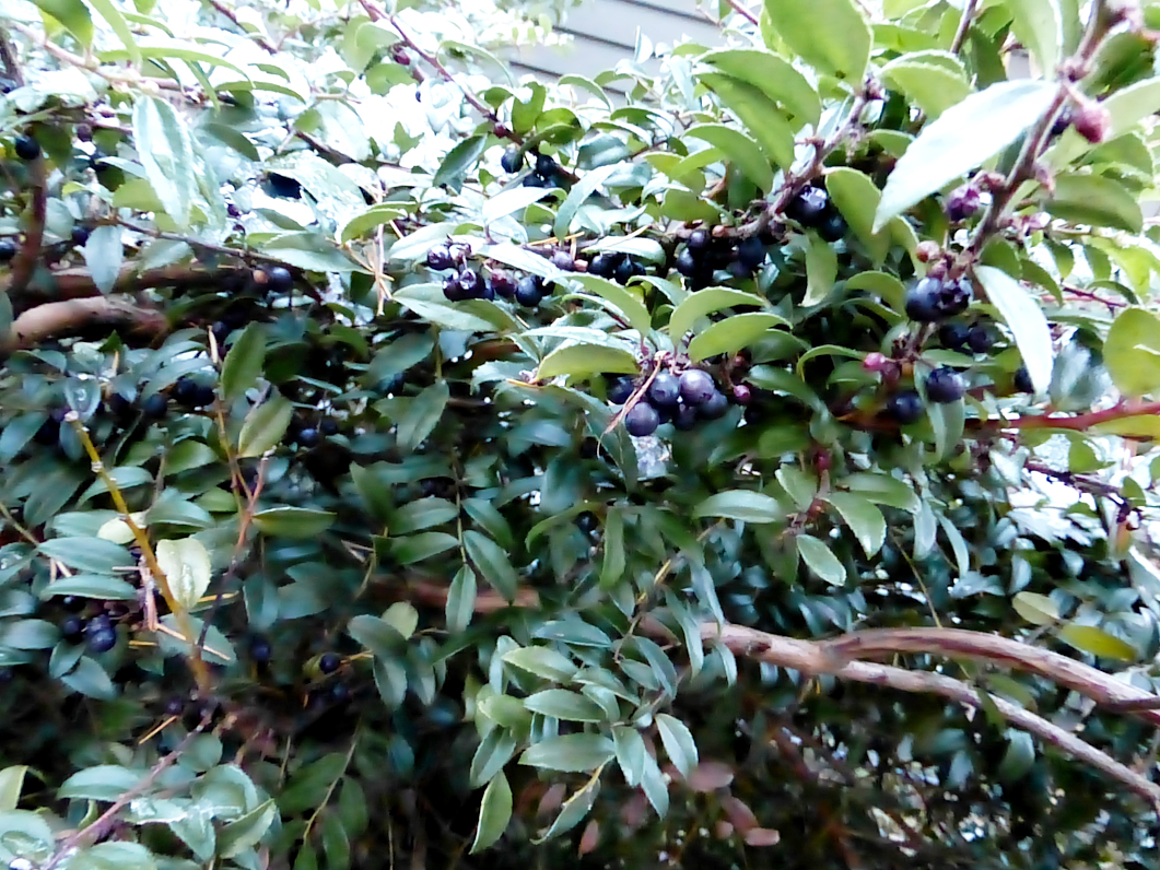 Shoreline Area News: In The Garden Now… Evergreen Huckleberry