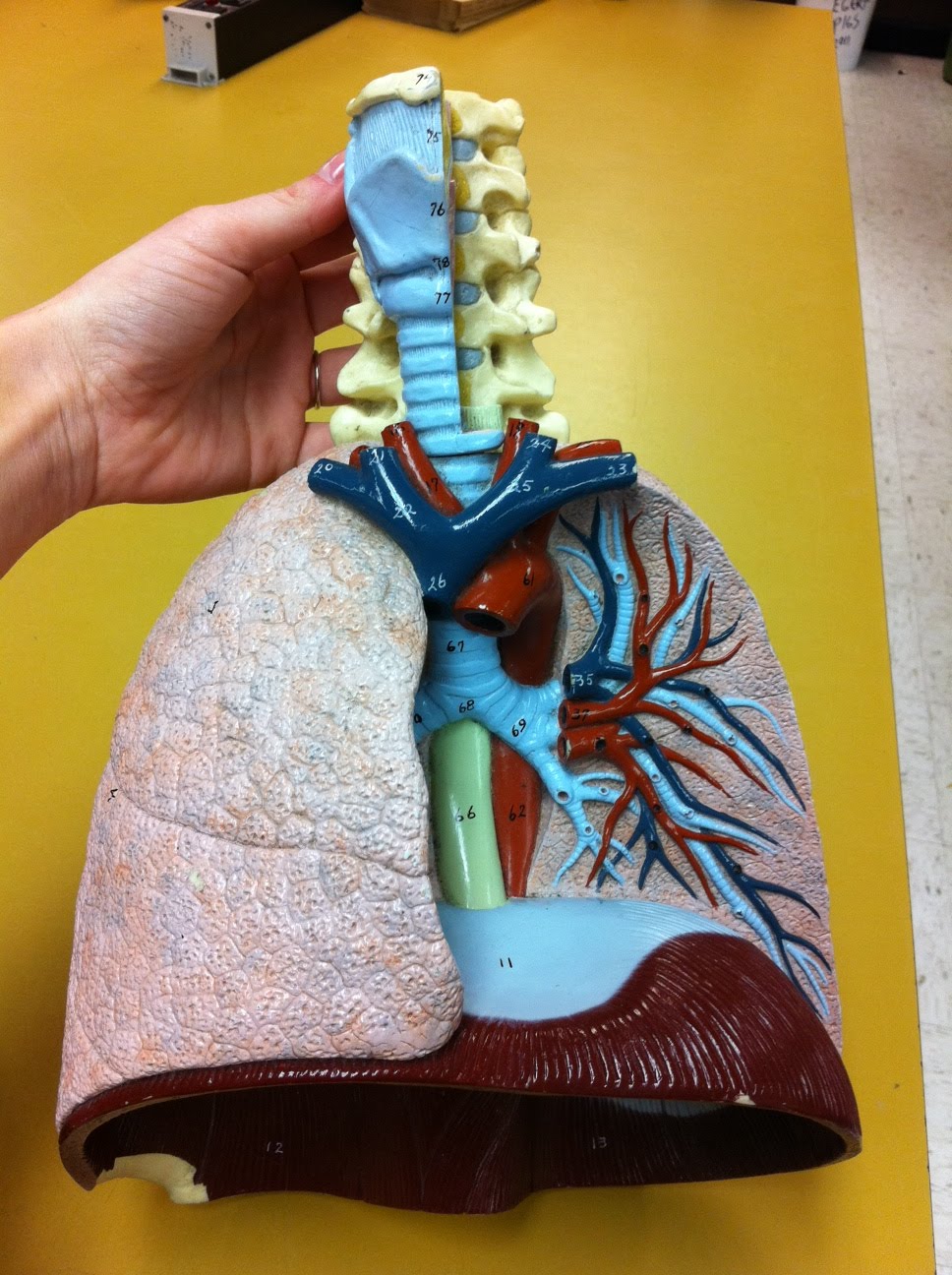 Anatomy120: models: Respiratory System