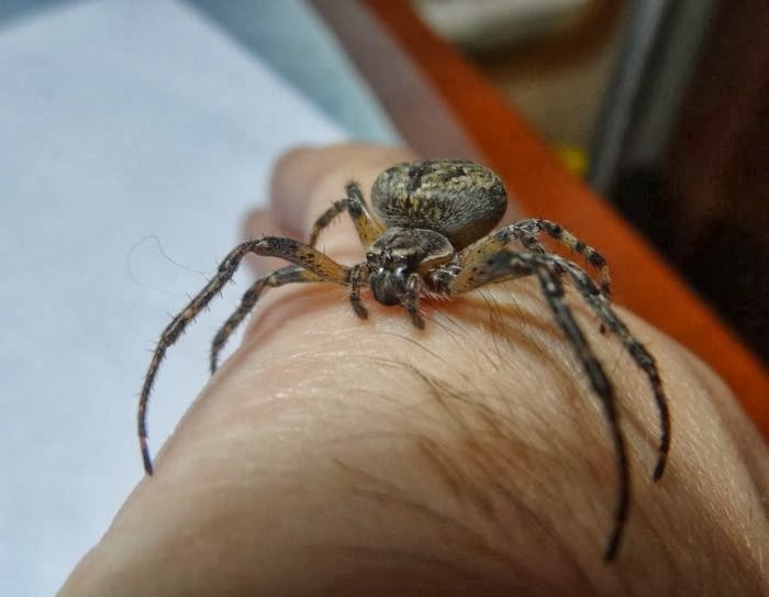 Serius : Ini Adalah Rupa Labah-Labah Peliharaan Yang Jinak (5 Gambar ...