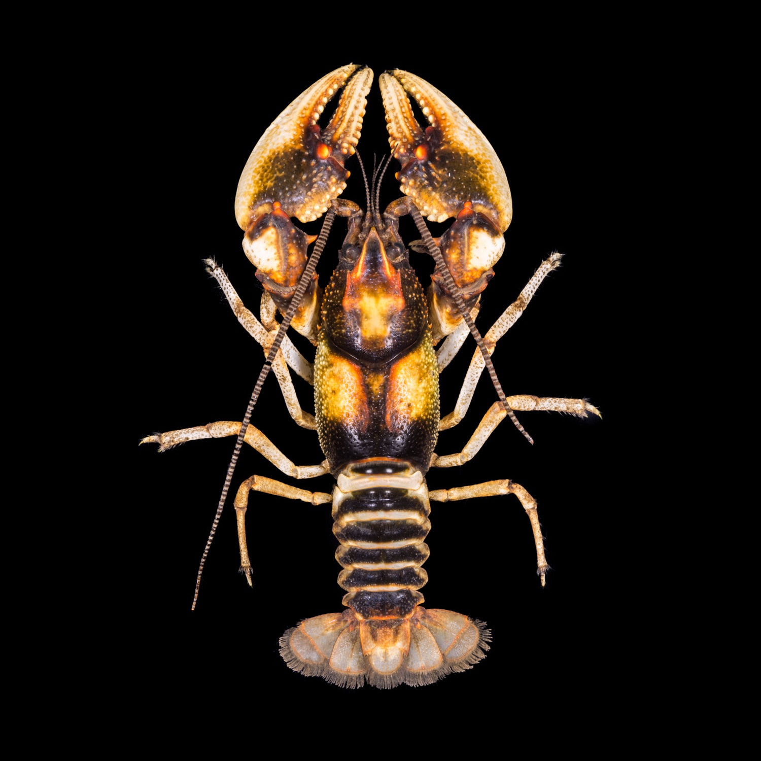 Species New to Science: November 2016