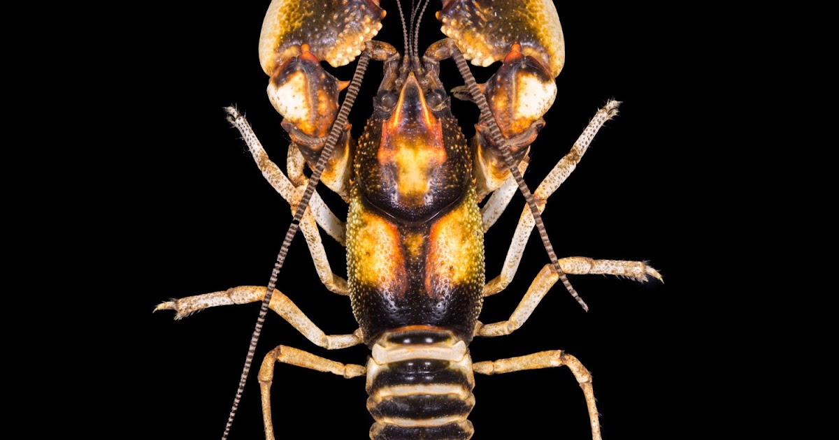 Species New to Science: [Crustacea • 2016] Cambarus (Depressicambarus ...