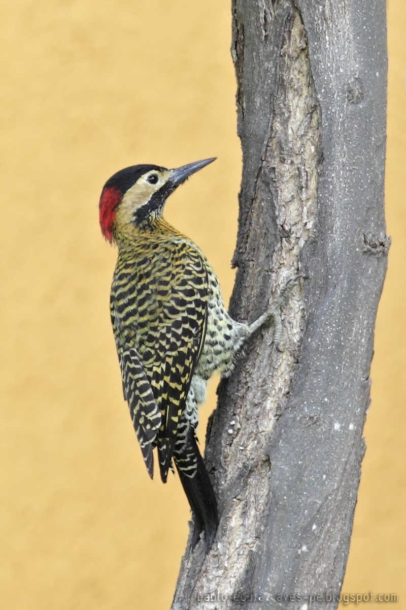 mis fotos de aves: Colaptes melanolaimus Carpintero Real Golden ...