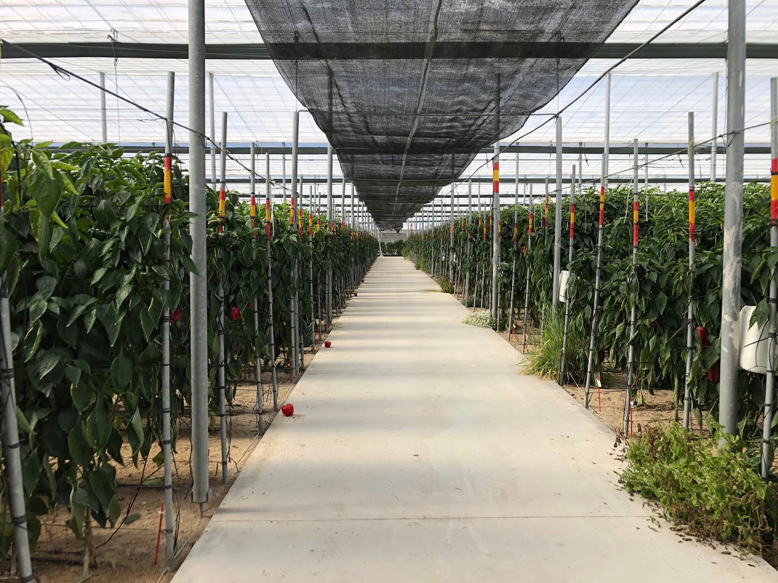 Almeria y agricultura