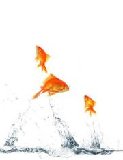 Software Development Analytics: Initial Panel