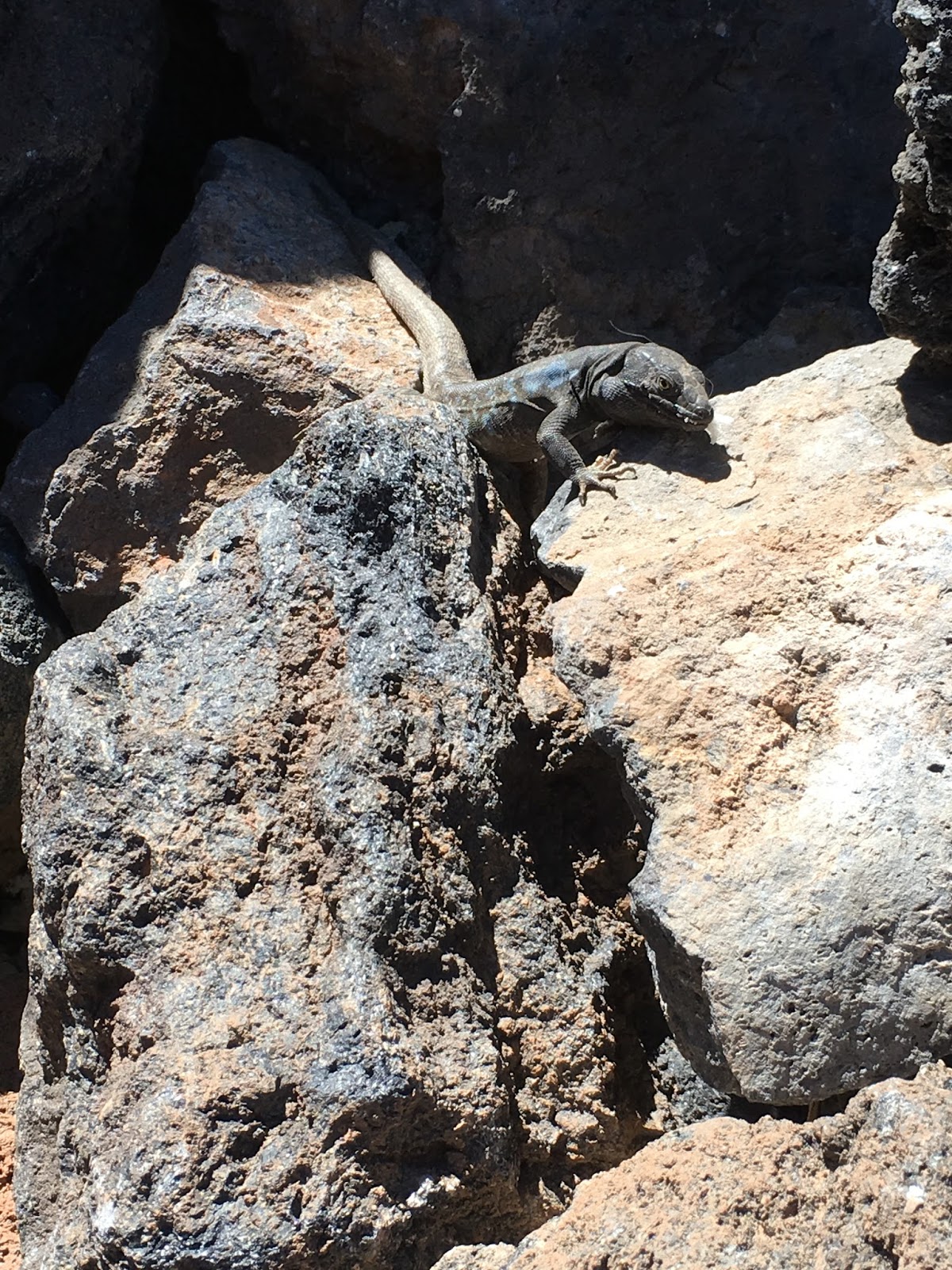MANUEL CUERPO ROCHA: PARQUE NACIONAL DEL TEIDE. FAUNA.: EL LAGARTO TIZÓN.
