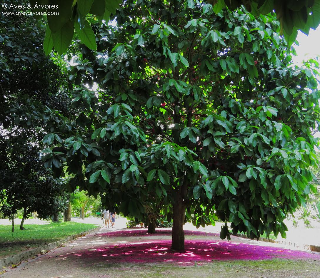 Aves e Árvores: E o Óscar vai para...o Jambo-vermelho!