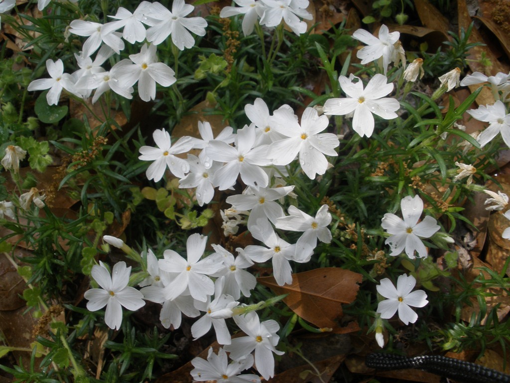 MARIETTE'S BACK TO BASICS: {Phlox Subulata - Creeping Phlox}
