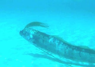 Oarfish - Longest Bony Fish