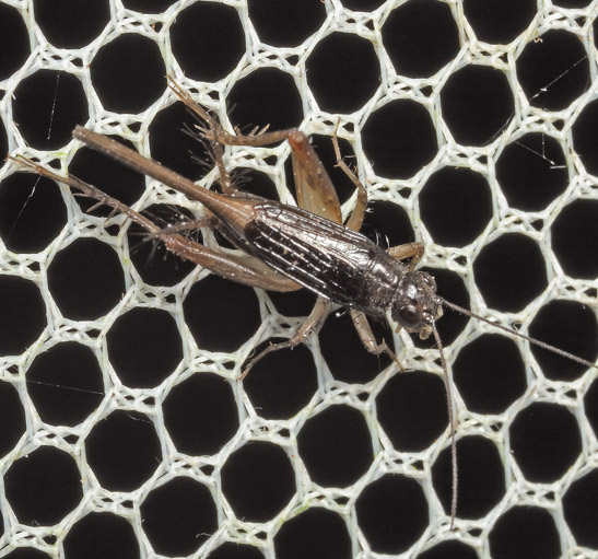 BunyipCo: Aquatic Insects On The Move