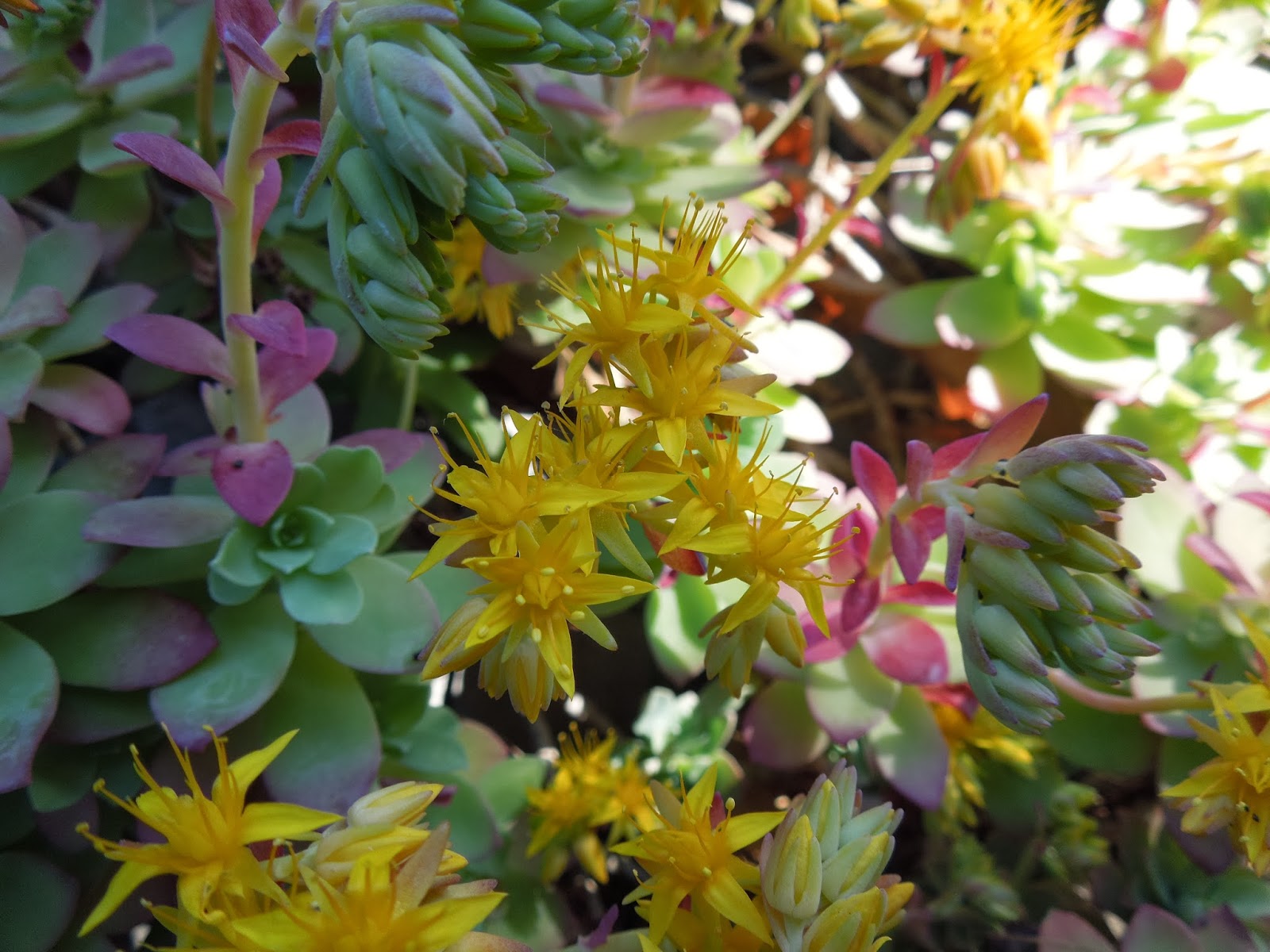 SEDUM PALMERI - BOTÀNIC SERRAT