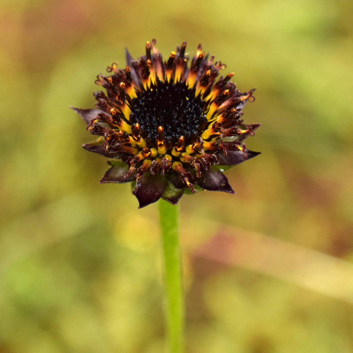 Using Georgia Native Plants: Day 2 of a Bog Visit in South Georgia