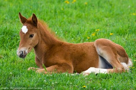 Belgium Farms: How to Raise a Baby Horse