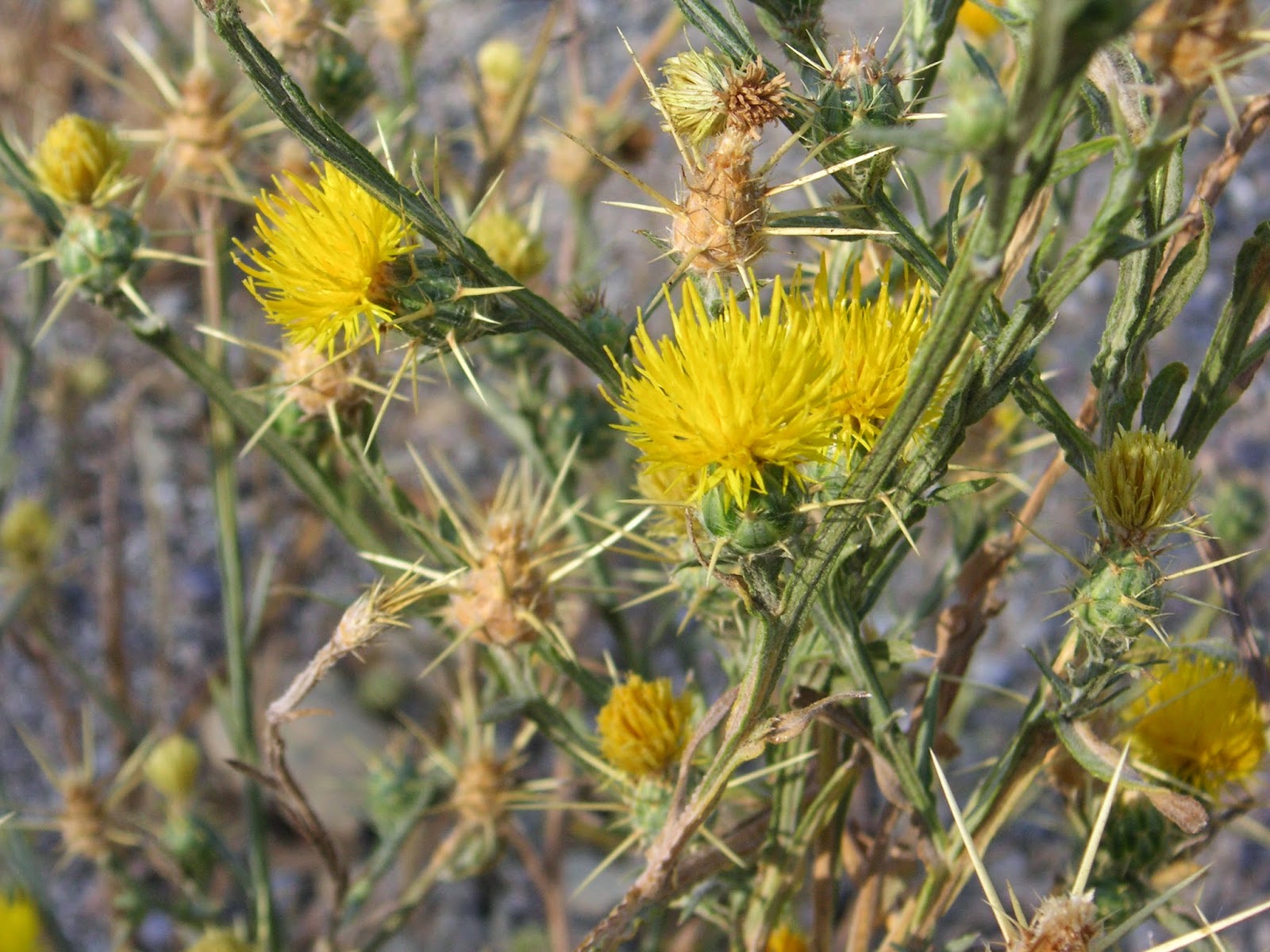 Nature ID: yellow star-thistle ~ 08/26/14 ~ Wishing Well