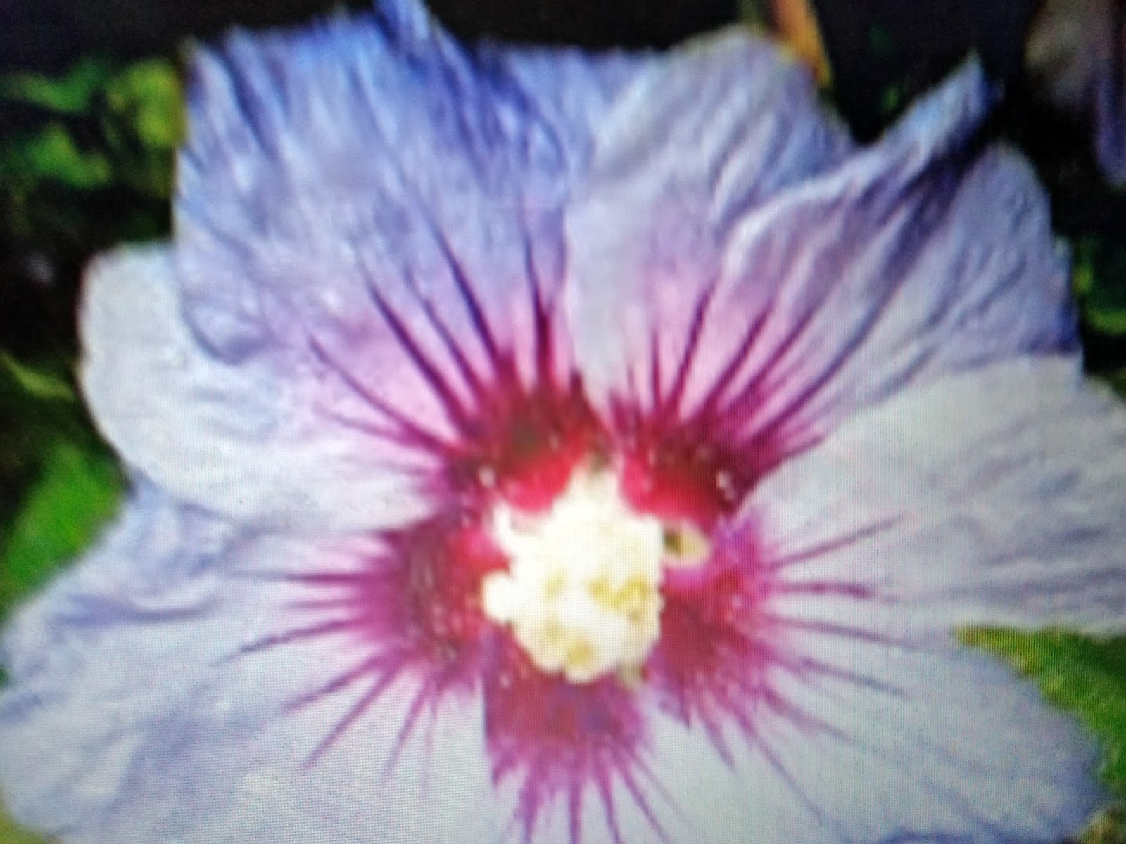 Fuziah Sulaiman blog: Jom kenali flora BUNGA RAYA - Hibiscus di Laman ...