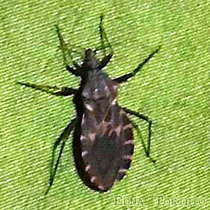 Insetologia - Identificação de insetos: Barbeiros Panstrongylus em São ...