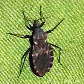 Insetologia - Identificação de insetos: Barbeiros Panstrongylus em São ...