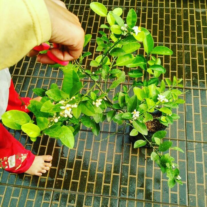 6 Panduan Praktis Cara Menanam Lemon di Halaman Rumah - SAHABAT TANI