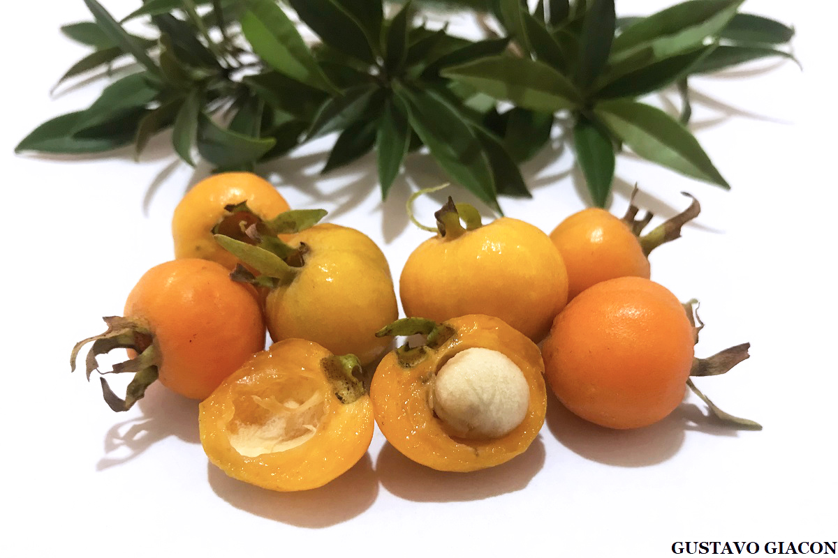 Viveiro Ciprest - Plantas Nativas e Exóticas: Pitomba Amarela da Bahia ...