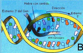 Alexa Molina: 6.2.1 ETAPAS DE SÍNTESIS DEL ARN.