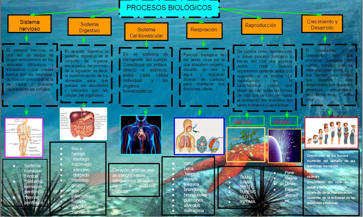 Biologia : MAPA CONCEPTUAL DE LOS PROCESOS BIOLOGICOS