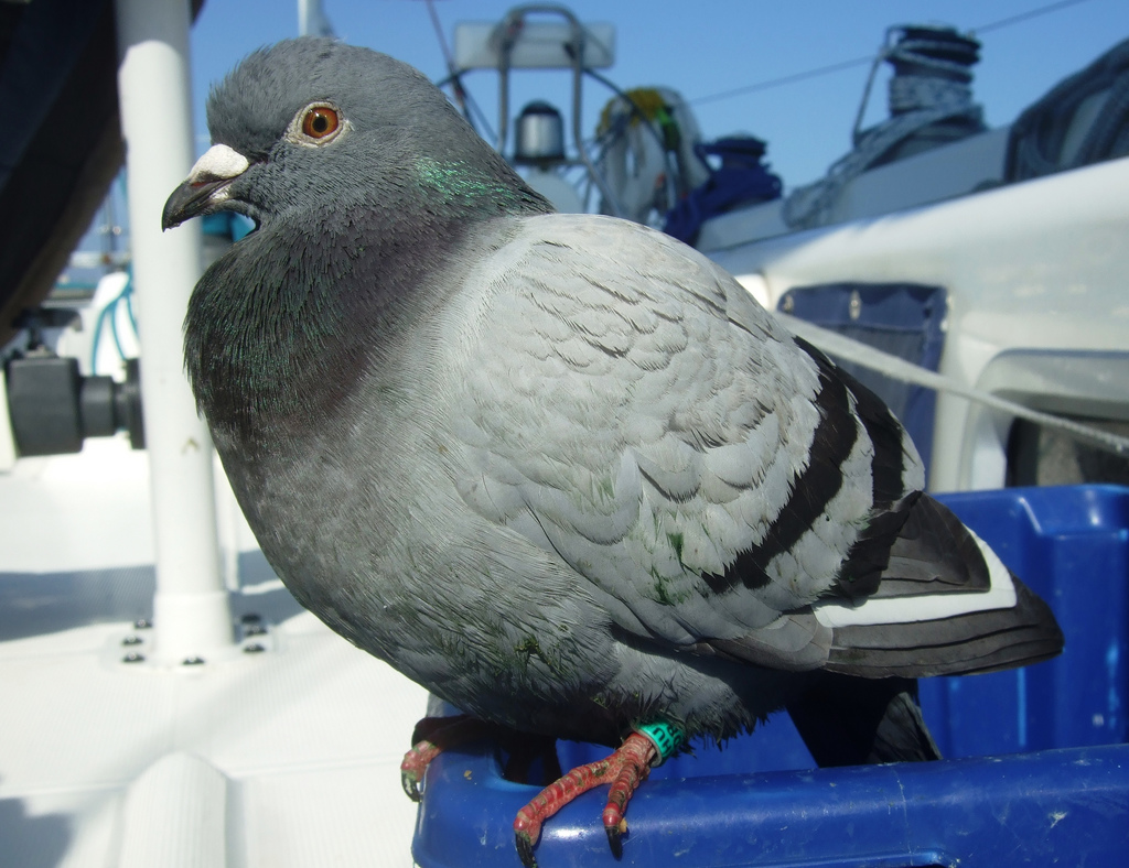 Racing pigeons | pigeons