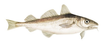 Gastroblog: O treskách