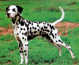 Psi i Vrste Pasa: Vrste i Karakteristike Pasa